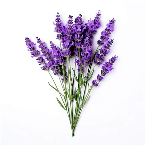 Lavanda Fondo Blanco Aislado Foto Premium