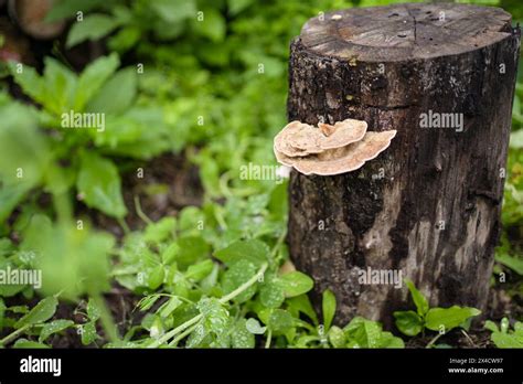 Fungal Fungi Fungus Parasite Hi Res Stock Photography And Images Alamy