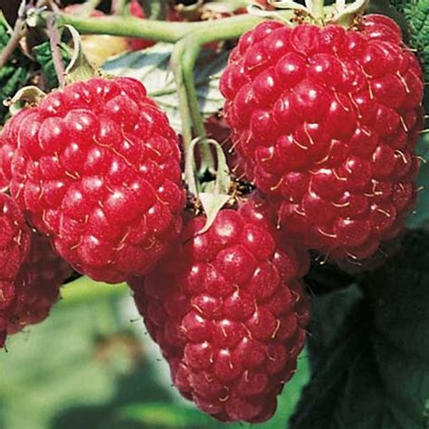 Raspberry Malling Promise Early Variety
