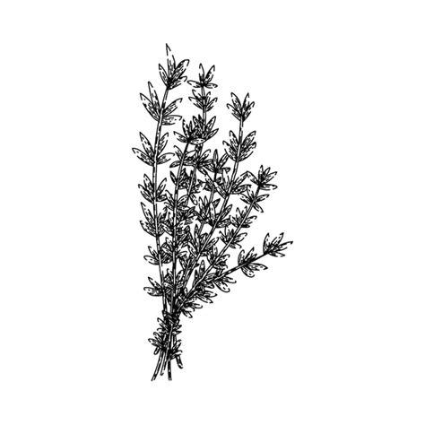 Premium Vector Plant Thyme Leaf Hand Drawn Organic Herbal Fresh Herb