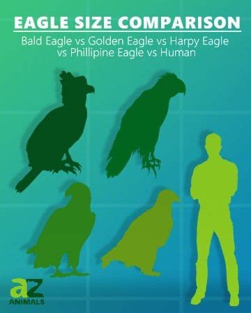 Philippine Eagle Wingspan