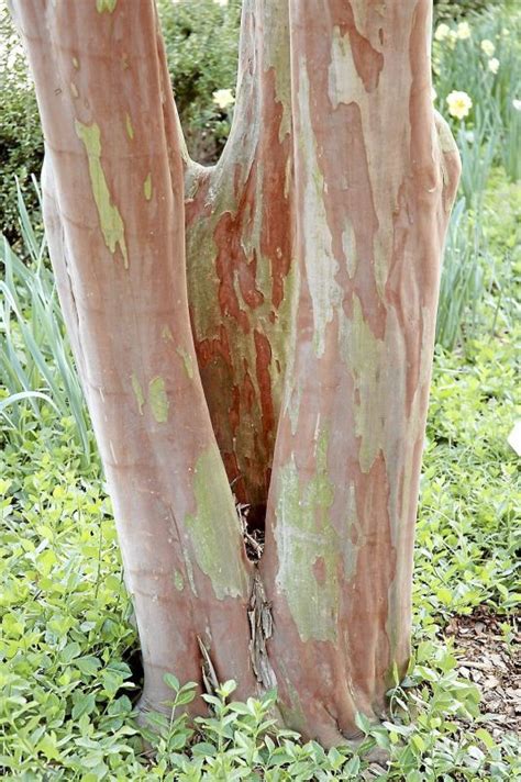 Gardener Tree Bark Colors Textures Ready For Their Close Up Daily Local