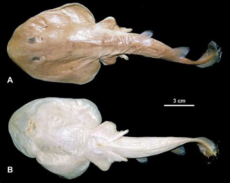 Narcinops Nelsoni Shark References