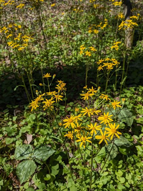 Packera Aurea Golden Ragwort Carolina Habitats