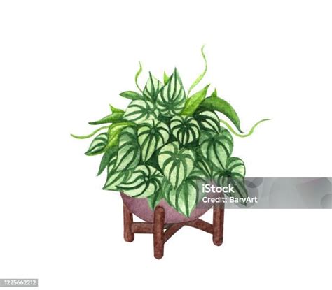 수채화 식물 그림입니다 화분에 심은 집 식물의 흰색 배경에 고립 된 냄비에 페페로미아 보헤미안 공장 식물에 대한 스톡 벡터 아트