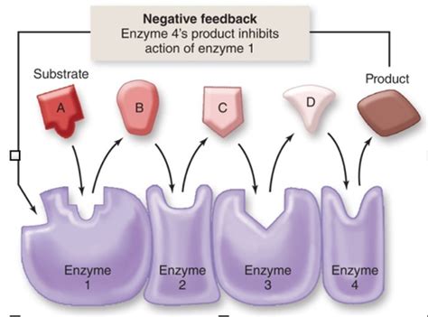 6 4 Regulation Of Enzyme Activity And Allosteric Enzymes Flashcards Quizlet