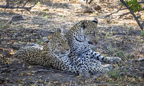 Leopard Cubs Playing In Botswana Africa Stock Image Image Of Nature Portrait 312148015