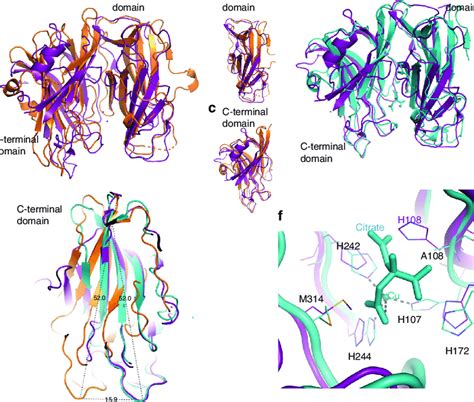 Structural Comparison Of Dopamine β Hydroxylase Dbh Structure With Download Scientific