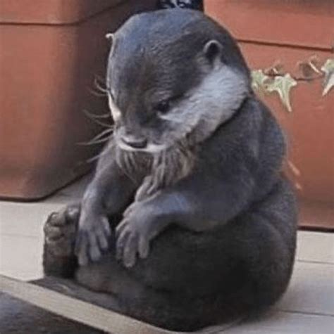 12 Adorable Otters Whose Cuteness Is Otter This World Cute Little