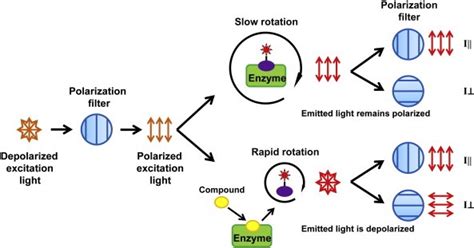 Fluorescence Polarization Profacgen