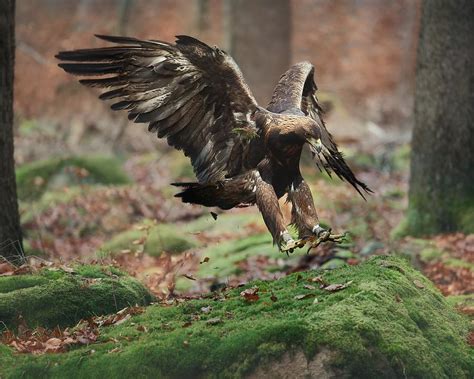Landing Eagle Photograph By Michaela Firešová Fine Art America