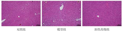 成石饲料诱导胆囊胆固醇结石模型 中洪博元商城 疾病动物模型 实验动物 动物实验物资