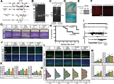 Figure 1 From 14 3 3ε And ζ Regulate Neurogenesis And Differentiation