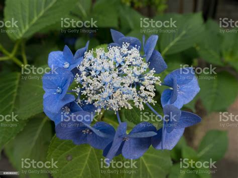 Soft Focus Of Hydrangea Macrophylla Beautiful Bush Of Hydrangea Flowers