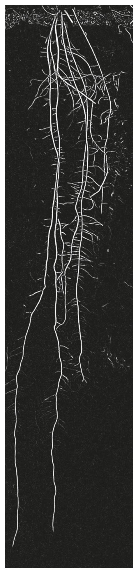 Example Of Width Correction A Original Grey Image B σ Up To 5