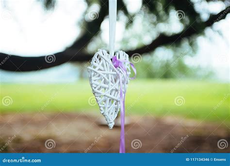 Wit Die Hart Van Het Rieten Hangen Van De Takken Van Een Ceder Wordt