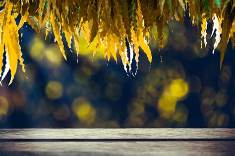 제품에 대 한 자연 공원 배경 여름 시즌의 신선한 녹색 추상적인 흐리게 나무와 함께 빈 테이블 가기 나무 테이블 몽타주를 표시 합니다 0명에 대한 스톡 사진 및 기타 이미지