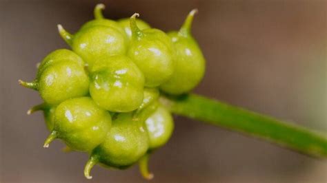 14 Examples Of Aggregate Fruits Fruits List