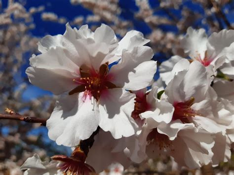 花 杏仁树 花朵 Pixabay上的免费照片 Pixabay
