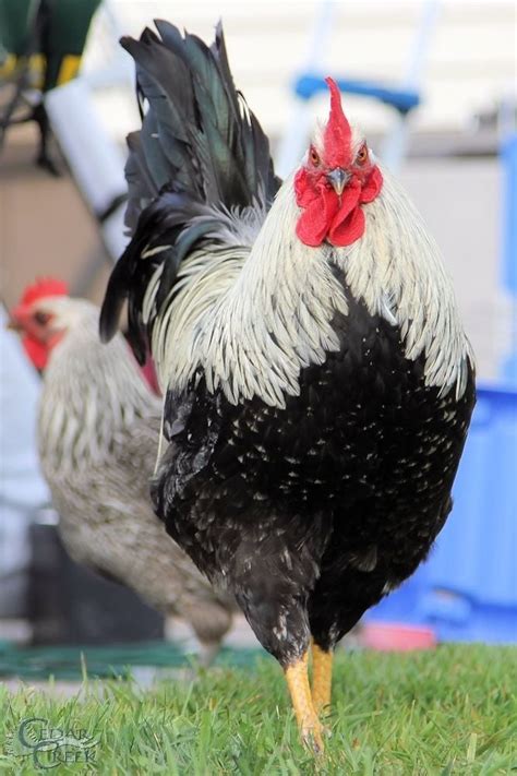 Hurley S Member Page BackYard Chickens Learn How To Raise Chickens
