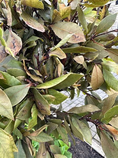 Bay Tree Issue Rplantclinic