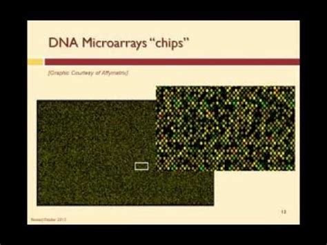 How Does A DNA Microarray Work YouTube