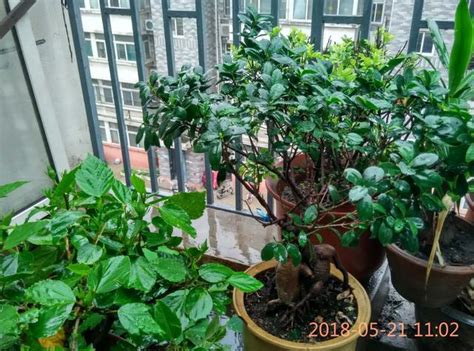 雙擁人參榕如膠似漆養的根系發壯可以聚氣納福 每日頭條