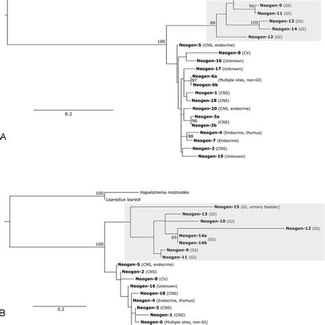 Maximum Likelihood Trees Based On The A Its2 And B Cox1 Region Of