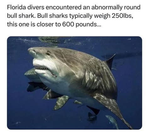Absolute Shark Rabsoluteunits