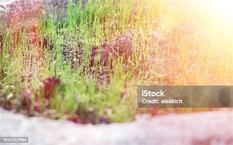 풍경 여름 이다입니다 녹색 나무와 잔디 시골 풍경입니다 자연 여름 날입니다 나무에 잎입니다 0명에 대한 스톡 사진 및 기타