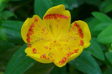 Hypericum Calycinum Stock Image Image Of Hypericum 322395309