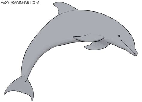 How To Draw A Bottlenose Dolphin Easy Important Project History Fonction