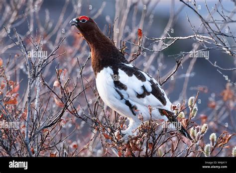 North America United States Alaska Wildlife Birds Upland Birds