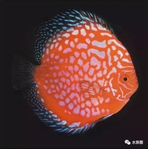 新手養魚觀賞魚觀賞魚推薦觀賞魚排名 每日頭條