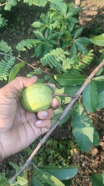 Guavaamroodjaamnature Guava Amrood Jaam Nature Fruit Trending