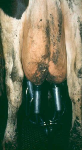 Mastitis Pathogens Flashcards Quizlet