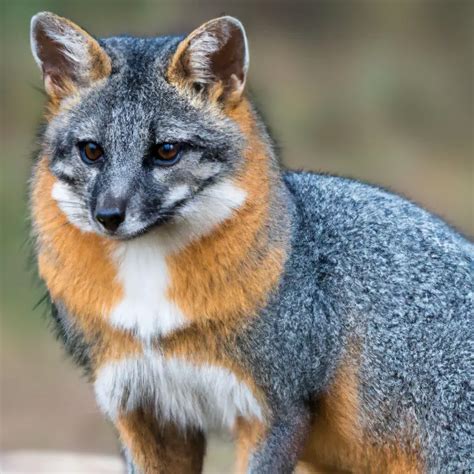 Hunting Gray Fox In Arkansas The Ultimate Guide Goenthusiast