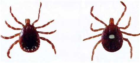 Rare Tick Disease Found In Payne County News