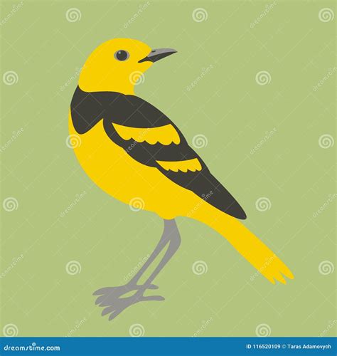 Golden Pipit Vector Illustration Flat Style Profile