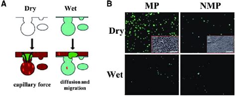 Capillary Force In Microporous Substrate For The Cell Attachment And