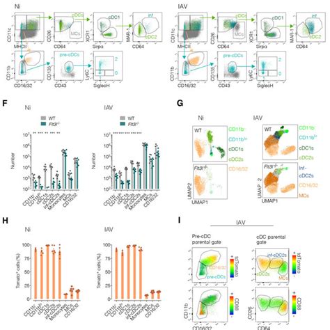 Defining The Cdc Lineage By Flow Cytometry In Non Infected Ni And