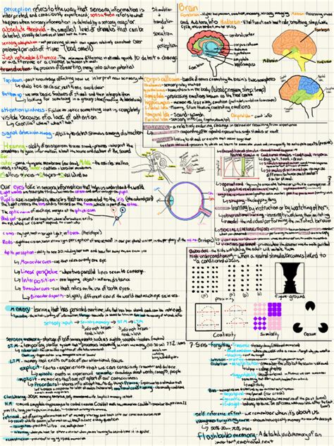 Psych 101 Notes 11 Pdf Stimulus Physiology Senses