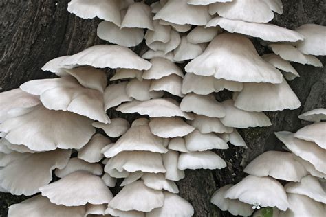 Вёшенка лёгочная (Pleurotus pulmonarius) фото и описание