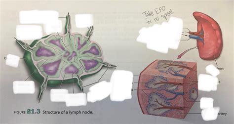 Anatomy Physiology II Lab Exam II Diagram Quizlet