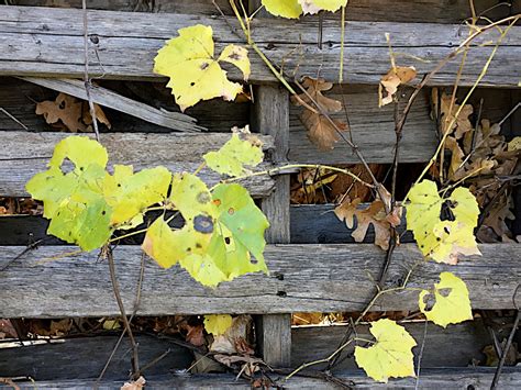 Free Images Tree Nature Plant Wood Leaf Flower Spring Green