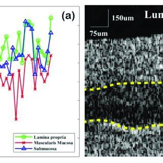 A OCT Intensity Values Of Different Oesophageal Tissue Layer For Each Download Scientific