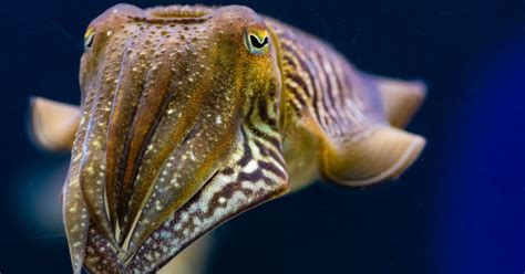 Wildlife Deception Exposed 12 Animals That Play Tricks To Survive