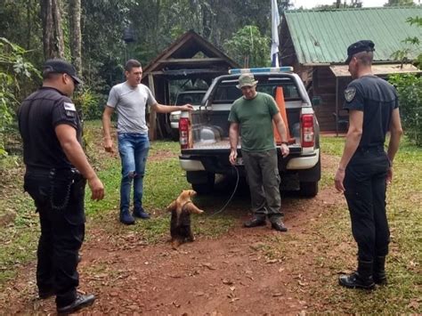 Rescataron Un Oso Melero De Una Alcantarilla En Comandante Andresito