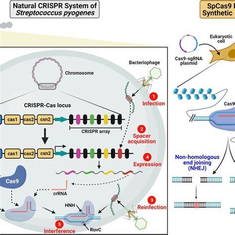 Biology Of Natural Crispr Cas9 System Of Streptococcus Pyogenes And Its Download Scientific