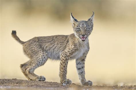 The Lynx Effect